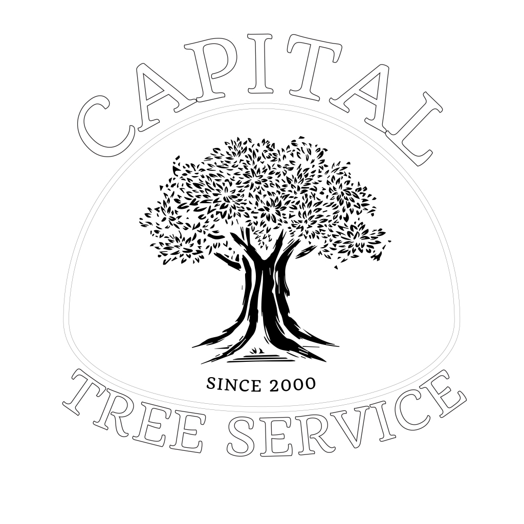 Tree Services in Lincoln, CA | Capital Tree Service
